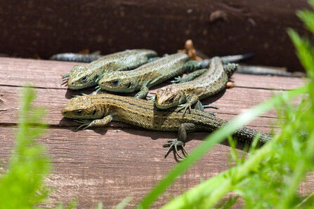Venn Ottery | Devon Wildlife Trust