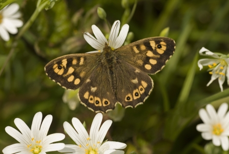Warleigh Point | Devon Wildlife Trust
