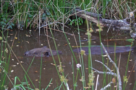 Beavers in enclosures | Devon Wildlife Trust