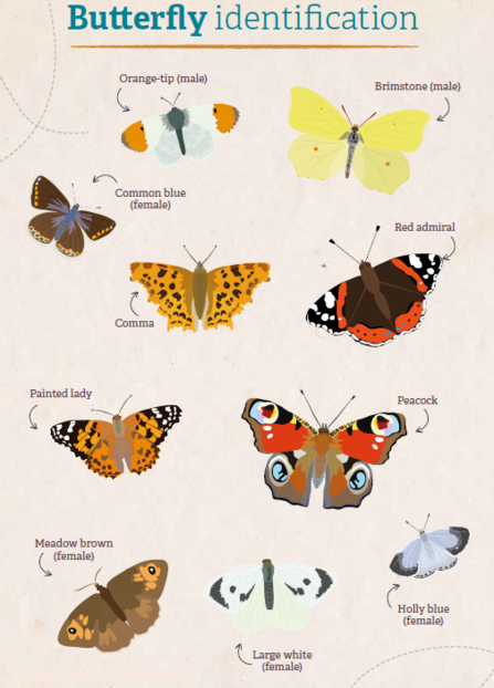 Identify British butterflies | Devon Wildlife Trust