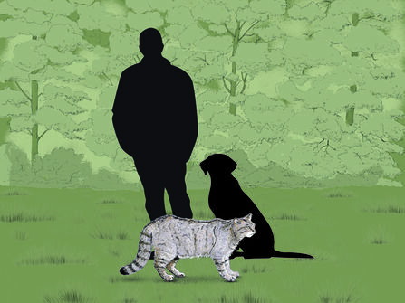 South West Wildcat Project | Devon Wildlife Trust