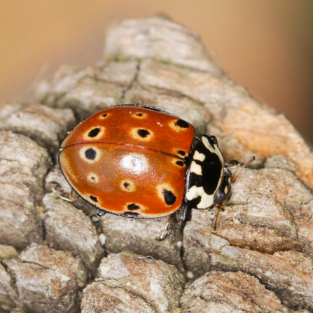 Lovely ladybirds | Devon Wildlife Trust