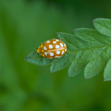 Lovely ladybirds | Devon Wildlife Trust