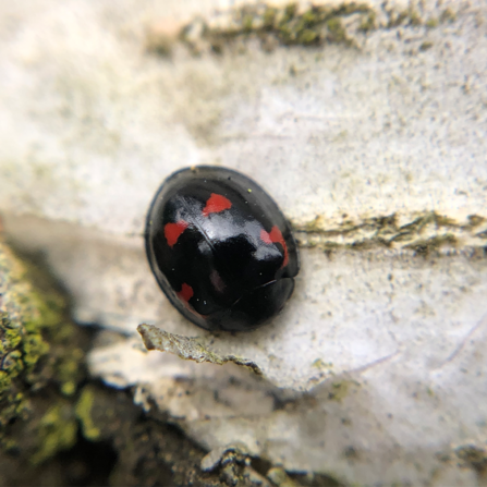 Lovely ladybirds | Devon Wildlife Trust