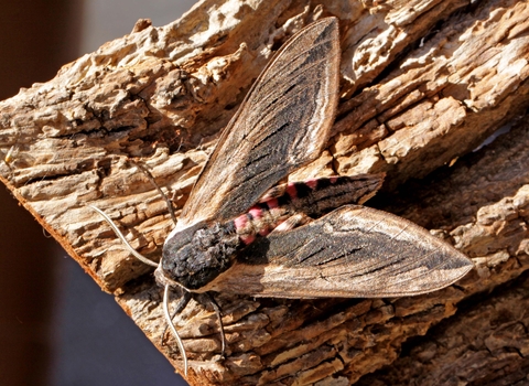 Privet hawk-moth | Devon Wildlife Trust