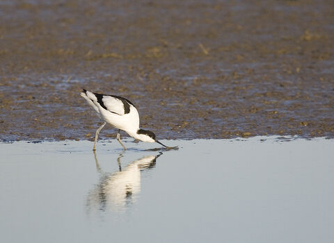 Homepage | Devon Wildlife Trust