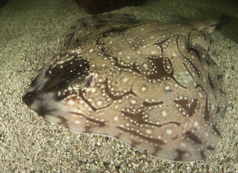 Undulate ray | Devon Wildlife Trust