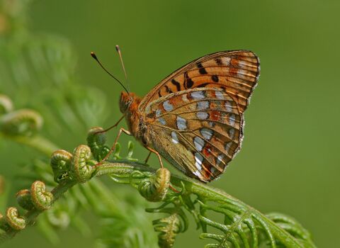 Devon Fritillary Recovery Project | Devon Wildlife Trust