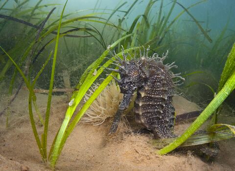 Marine Protected Areas | Devon Wildlife Trust