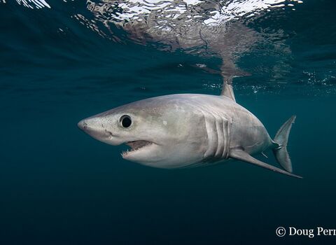 Porbeagle shark | Devon Wildlife Trust