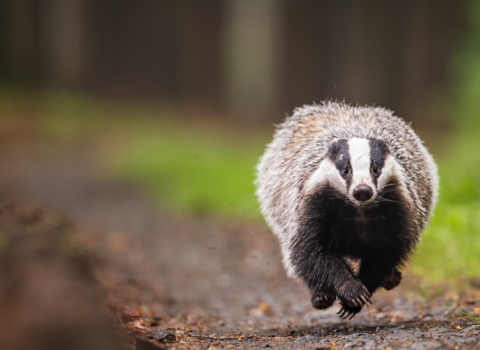 Homepage | Devon Wildlife Trust