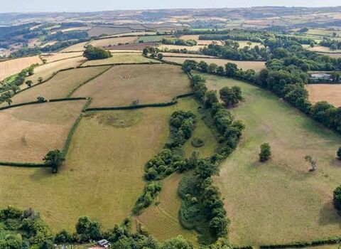 Rainforest creation at Bowden Pillars | Devon Wildlife Trust